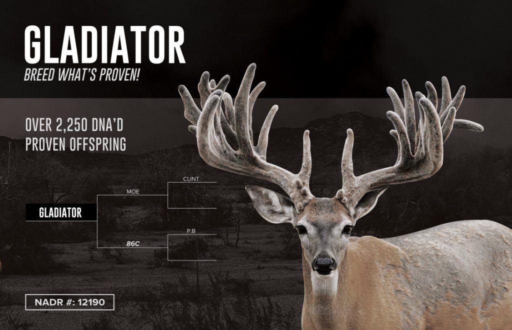 Breeder Bucks - Lonehollow Whitetails